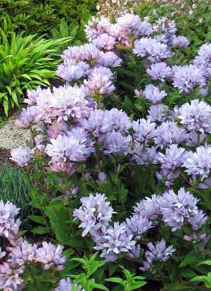 CAMPANULA GLOMERATA `Caroline' - Les VIVACES de l'Isle