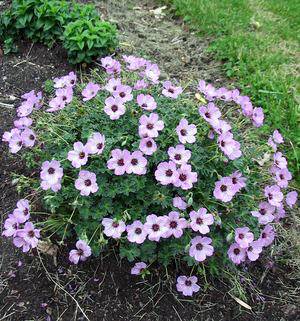 GERANIUM CINEREUM BALLERINA - Les VIVACES de l'Isle
