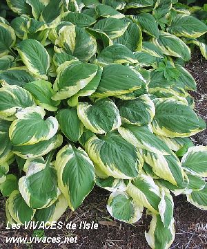 HOSTA 'Carnival'