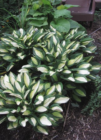 HOSTA 'Gypsy Rose'