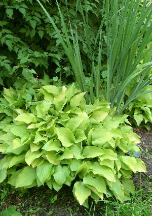 HOSTA 'Hydon Sunset'