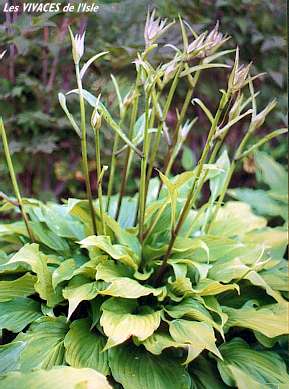 HOSTA 'Hirao Majesty'