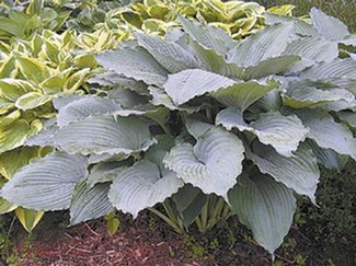 HOSTAS 'Queen of the Sea'