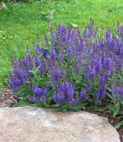 SALVIA NEMOROSA 'Marcus'