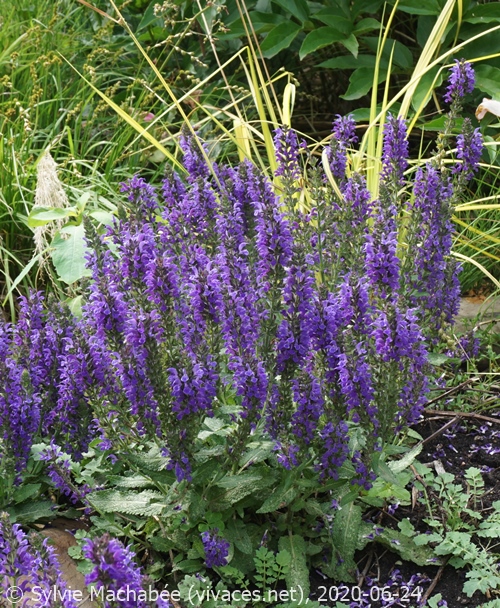 SALVIA NEMOROSA 'Marcus'
