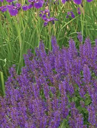 SALVIA NEMOROSA 'Marcus'