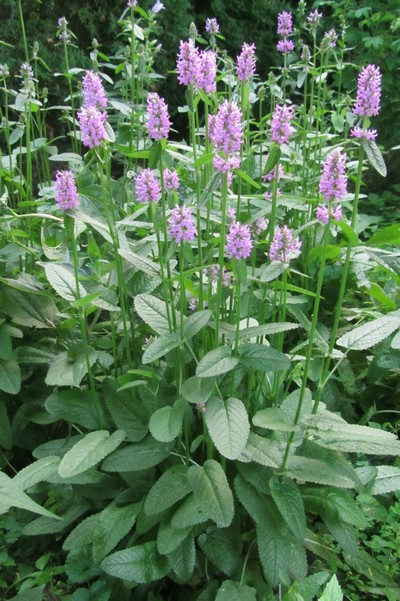 STACHYS MONIERI 'Hummelo'